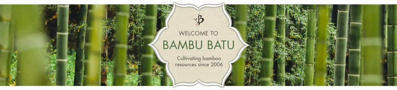Bamboo Species Guide - Bambu Batu