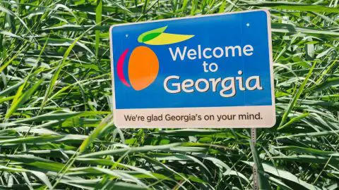 Big Bamboo in the State of Georgia - Bambu Batu