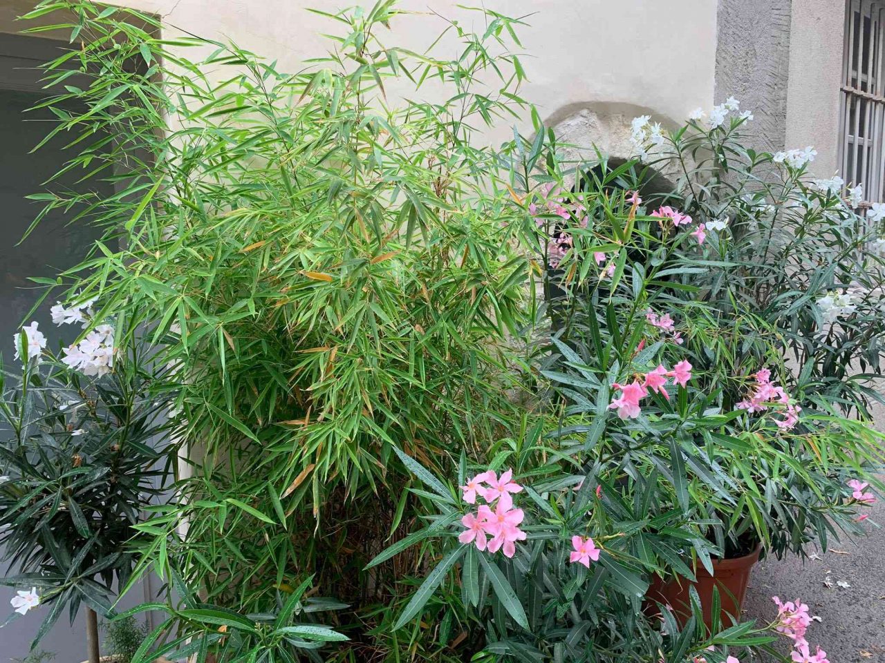 Growing Bamboo in Pots: Pros and cons - Bambu Batu