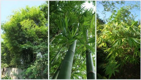 Bamboo in Thailand: Tropical wonderland - Bambu Batu
