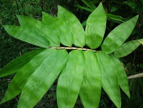 Bamboo in Thailand: Tropical wonderland - Bambu Batu