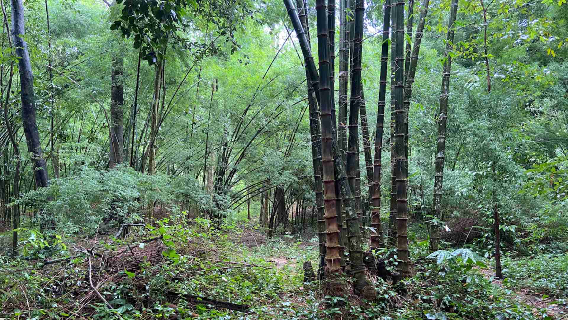Bamboo in Thailand: Tropical wonderland - Bambu Batu