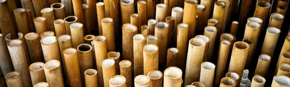 Harvesting Bamboo: When, why and how - Bambu Batu