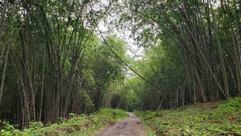 Bamboo in Ecuador: Challenges and Opportunities - Bambu Batu