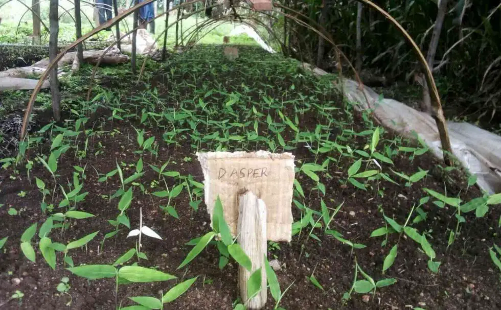 Bamboo in Kenya: Greening the hills of Africa - Bambu Batu