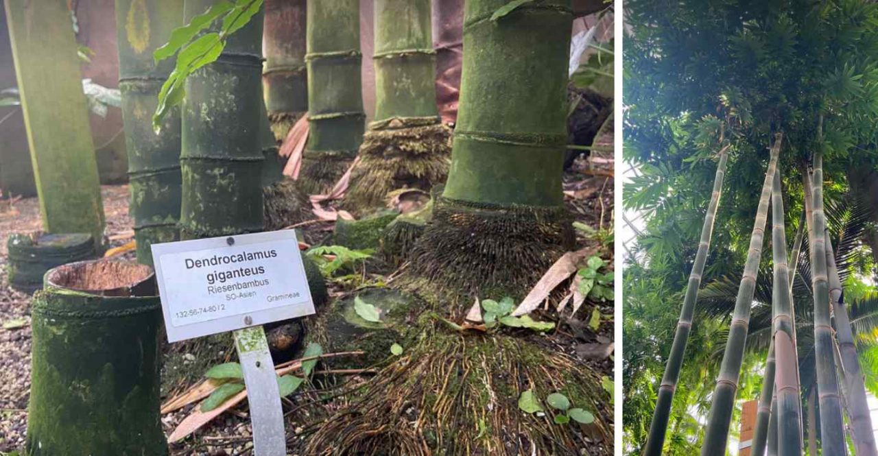 The world's biggest bamboo: Dendrocalamus sinicus - Bambu Batu