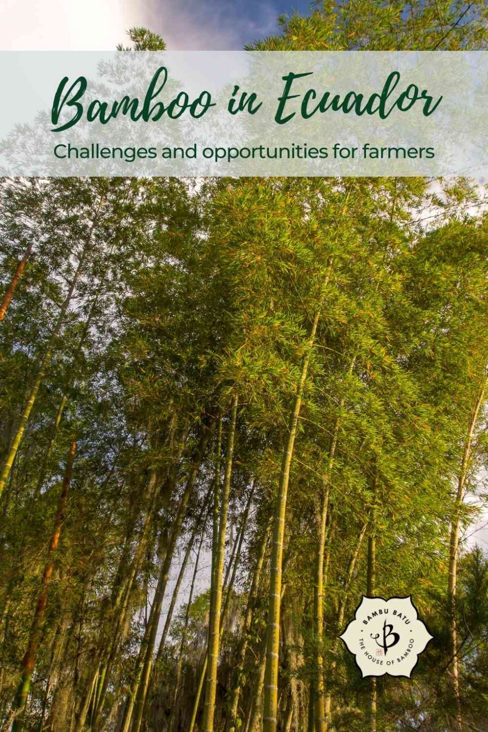 Bamboo in Ecuador: Challenges and Opportunities - Bambu Batu