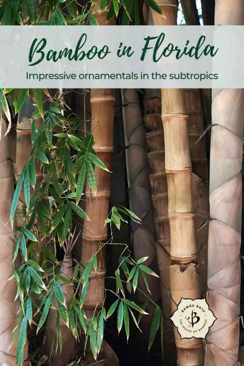 Tropical bamboo for Florida and the Deep South - Bambu Batu