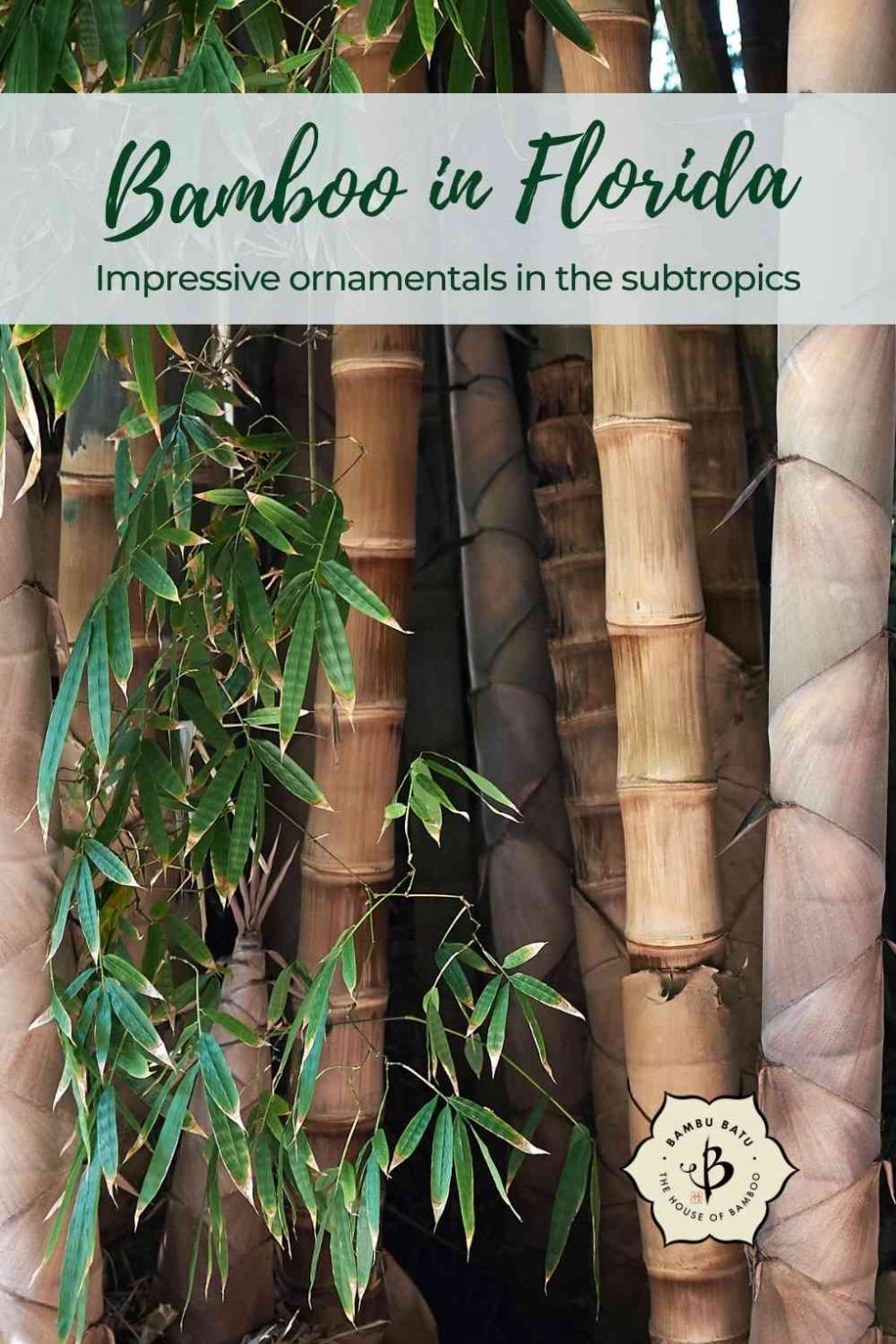 Tropical bamboo for Florida and the Deep South - Bambu Batu
