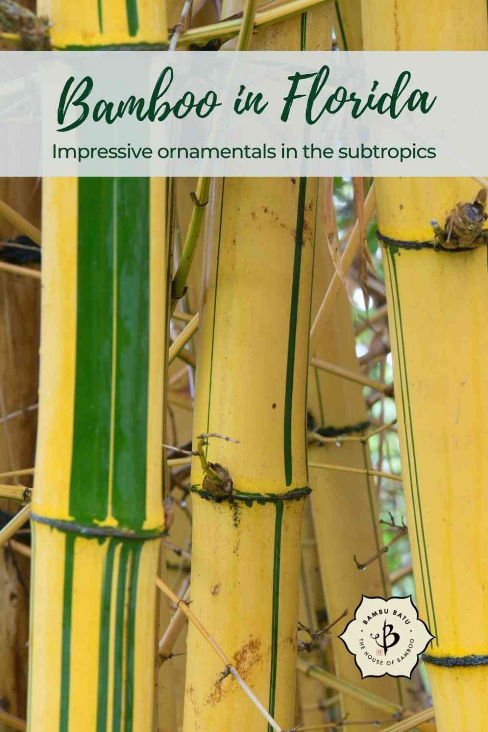 Tropical bamboo for Florida and the Deep South - Bambu Batu