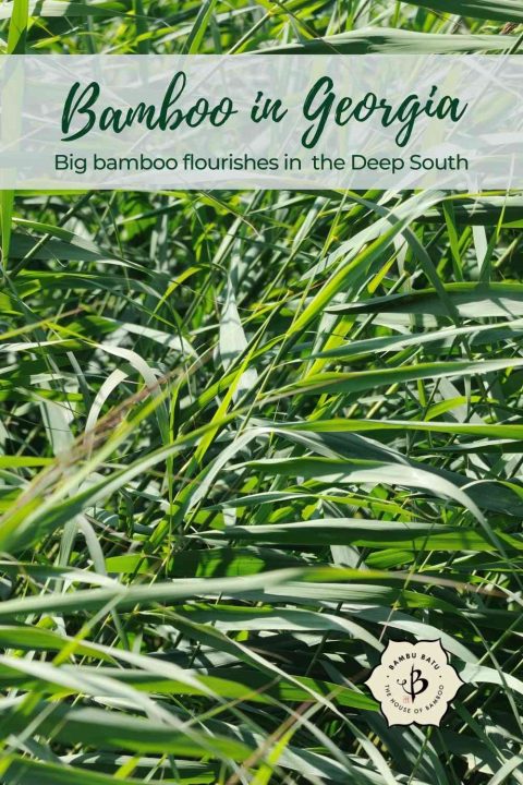 Big Bamboo in the State of Georgia - Bambu Batu