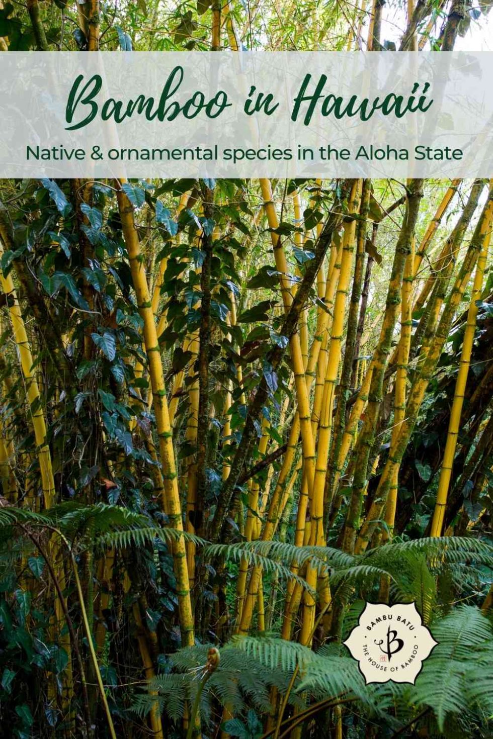 Bamboo in Hawaii: Polynesian profusion - Bambu Batu