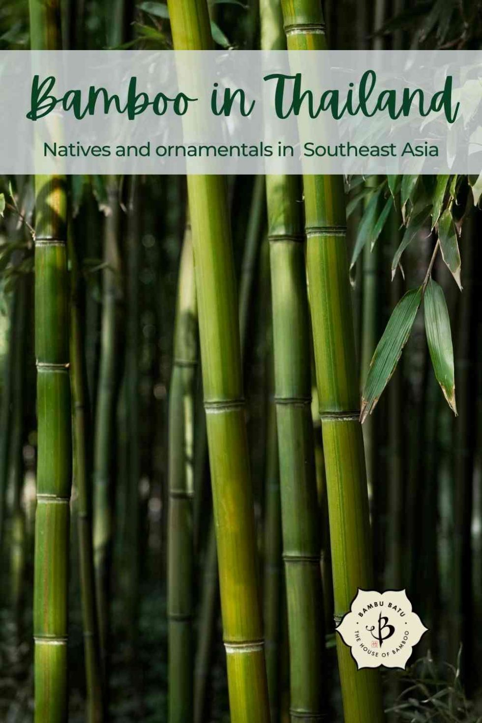 Bamboo in Thailand: Tropical wonderland - Bambu Batu