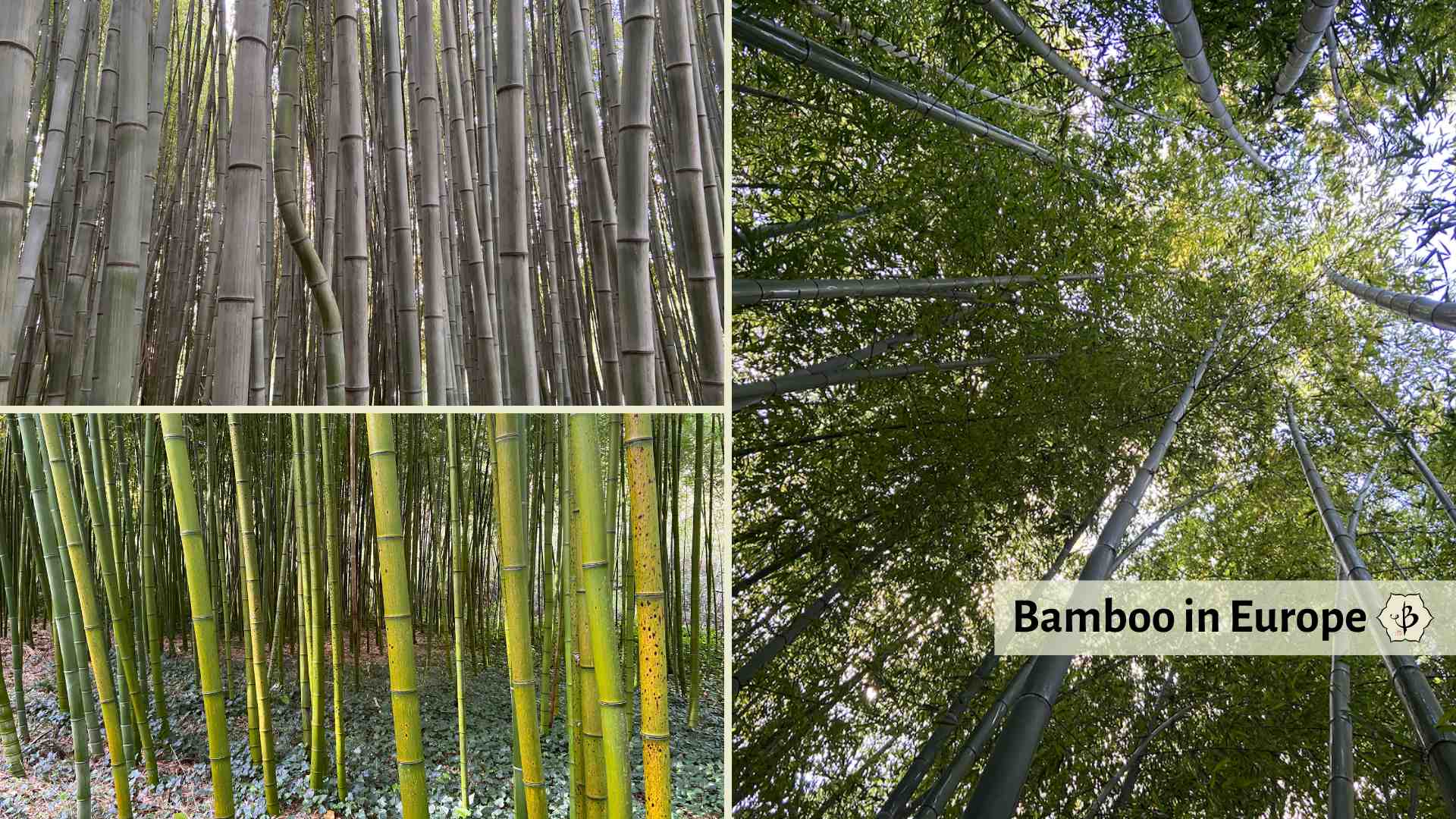Bamboo Farming and Industry in Europe in 2024 - Bambu Batu