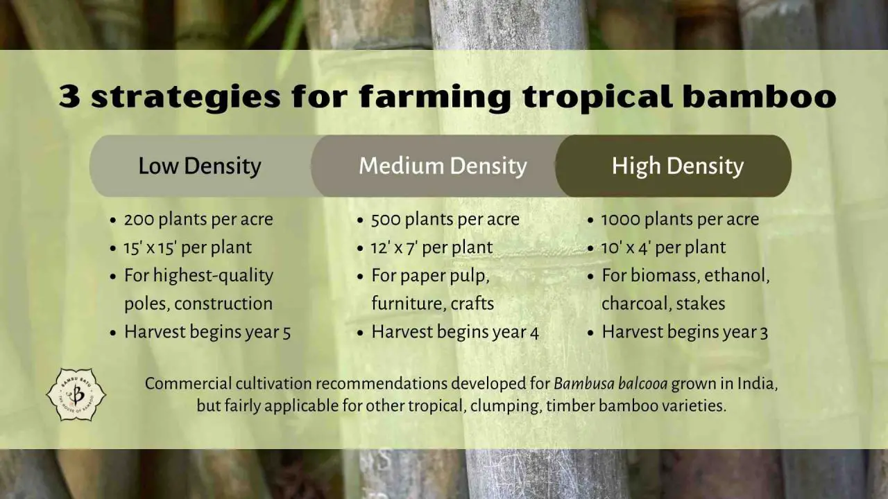 Bambusa balcooa: Beema bamboo for better biomass - Bambu Batu