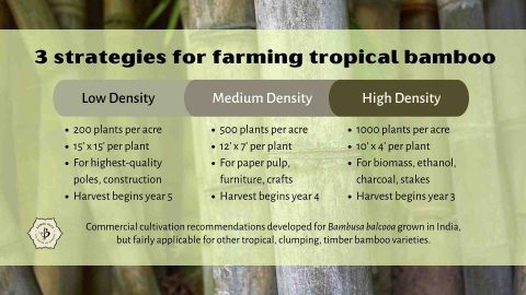 Best bamboo species for farming: Cultivating allies - Bambu Batu