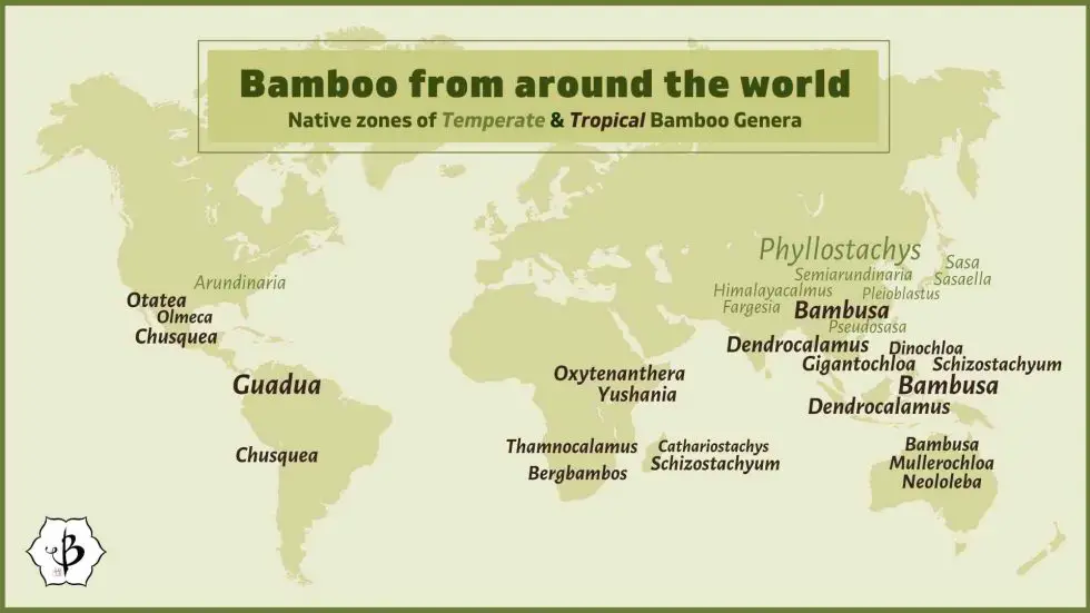 Bamboo Infographics: Presenting facts about bamboo - Bambu Batu