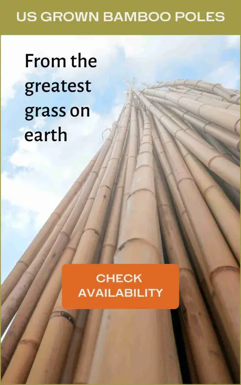 Big Bamboo in the State of Georgia - Bambu Batu