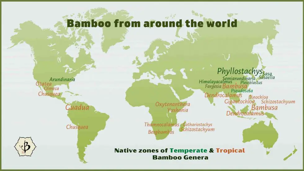 Bamboo geography infographic - Bambu Batu