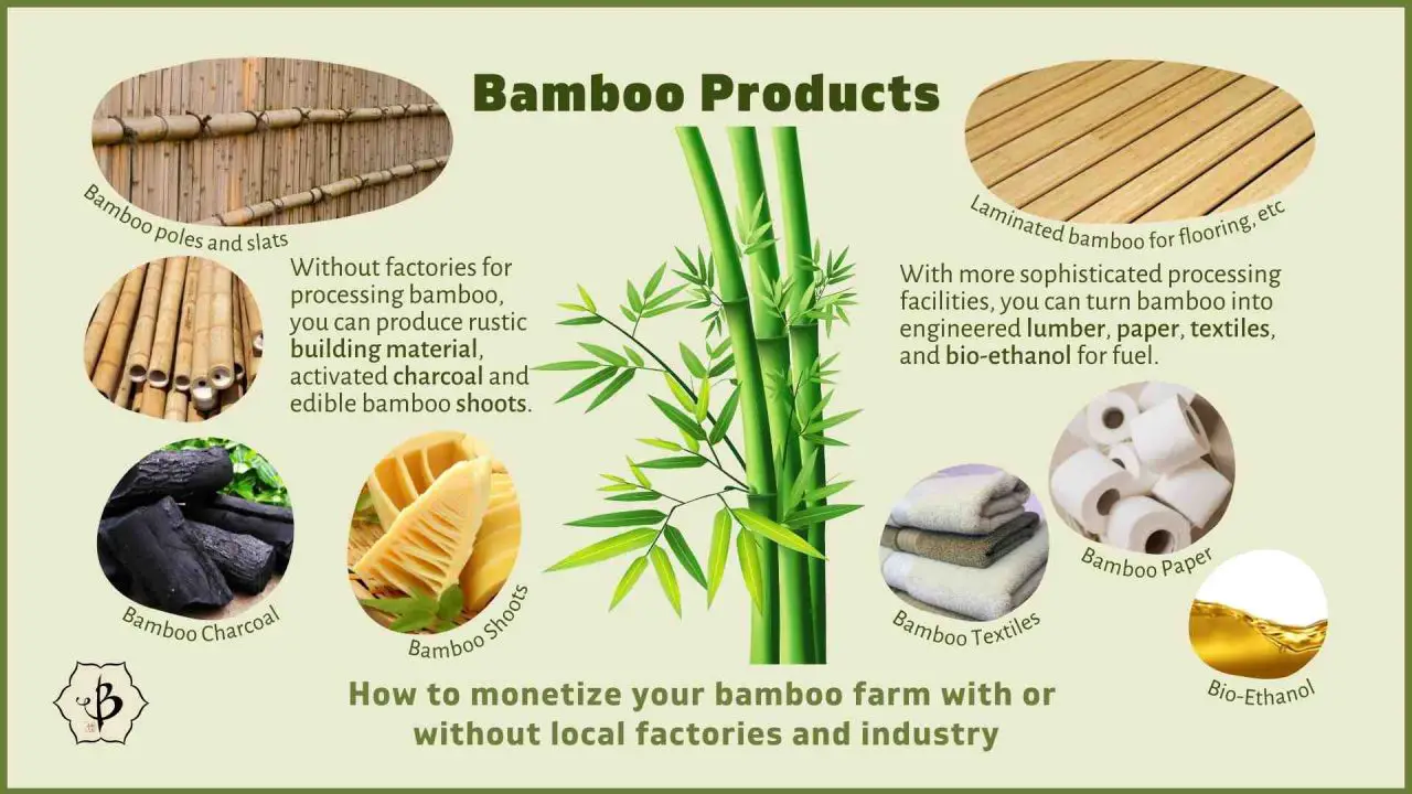 Bamboo Infographics: Presenting facts about bamboo - Bambu Batu