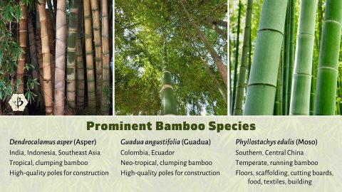 Bamboo Infographics: Presenting facts about bamboo - Bambu Batu