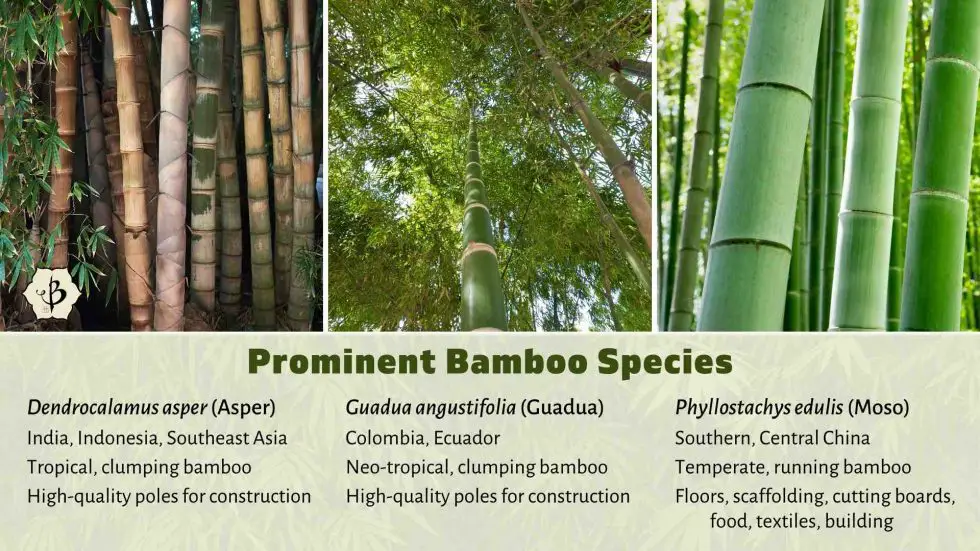 The best bamboo species for poles - Bambu Batu