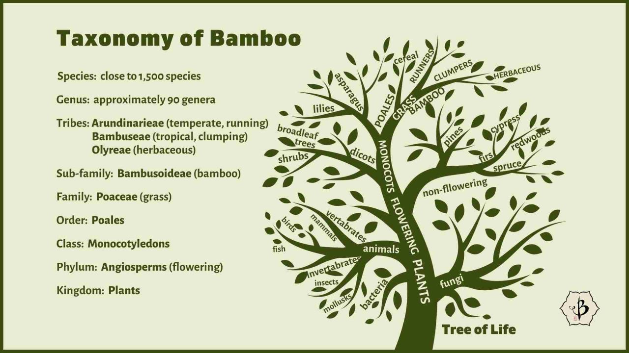 Bamboo Infographics: Presenting facts about bamboo - Bambu Batu