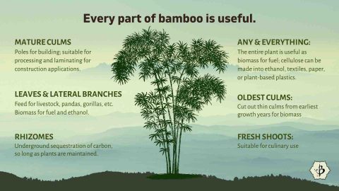 Bamboo Infographics: Presenting facts about bamboo - Bambu Batu