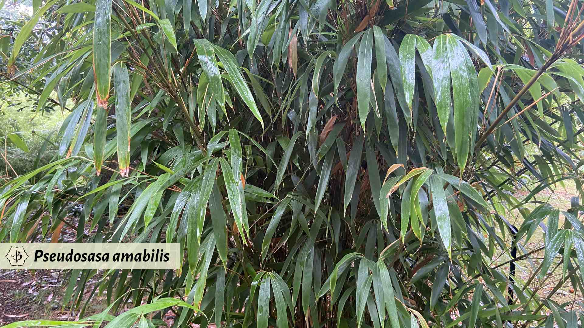 Pseudosasa amabilis: Tonkin Bamboo for perfect poles - Bambu Batu
