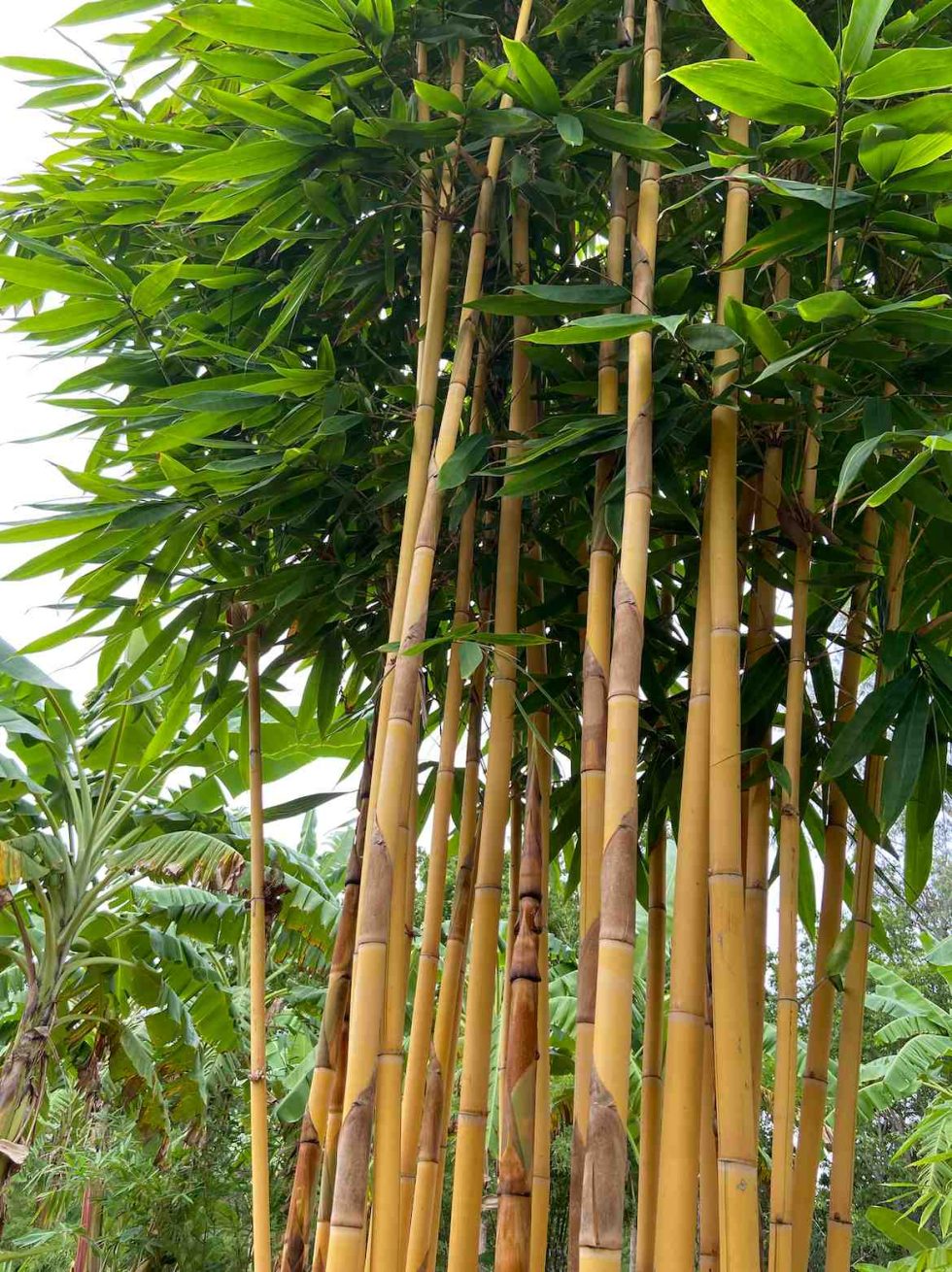Clumping Bamboo: The Best Non-Invasive Bamboo Species - Bambu Batu