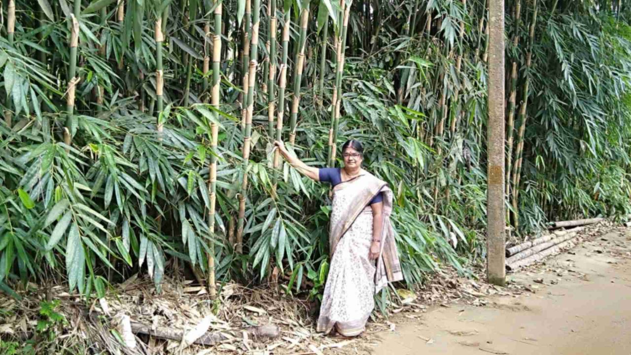 Bamboo Symbolism in Mythology and Folklore - Bambu Batu
