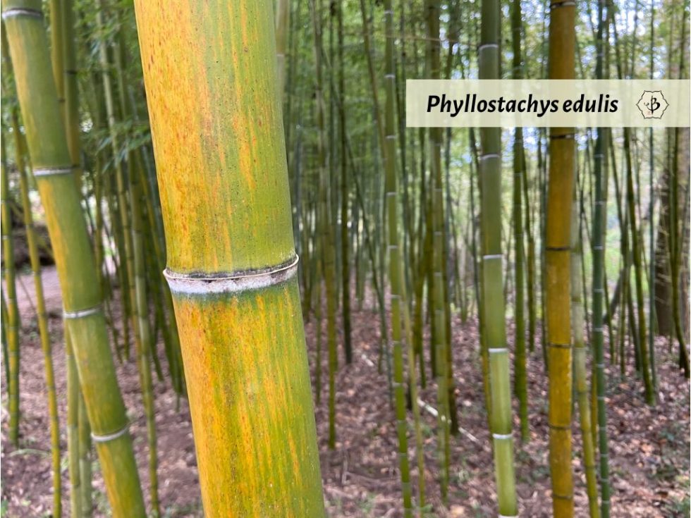 The Best Varieties of Bamboo for Building and Construction - Bambu Batu