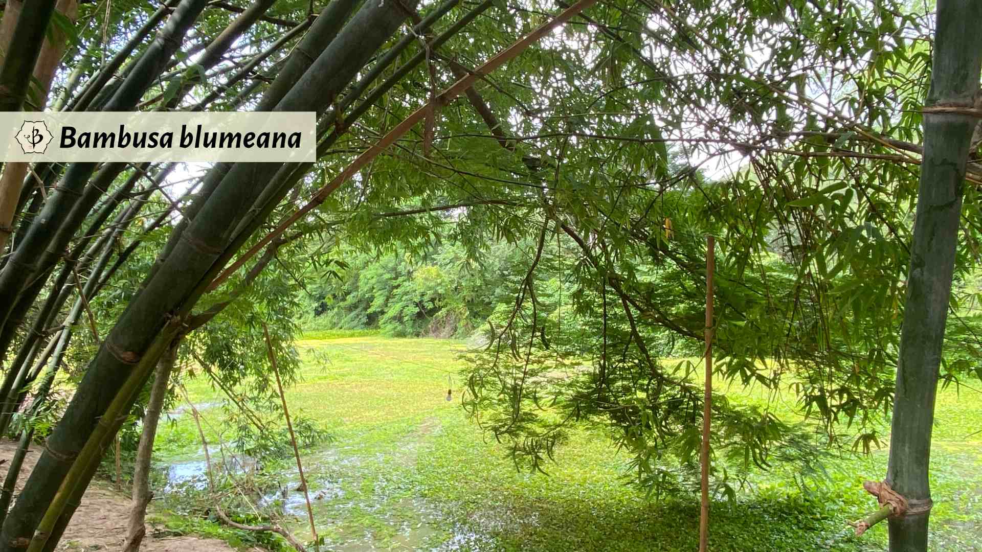 Water Bamboo: Growing bamboo in ponds, swamps and wetlands - Bambu Batu