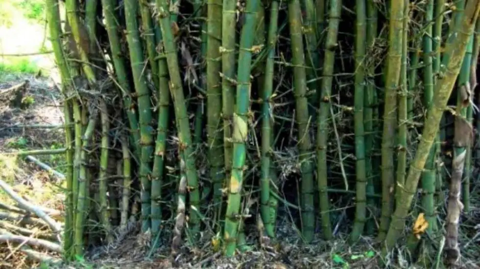 Thorny Bamboo: Bambusa blumeana and others - Bambu Batu