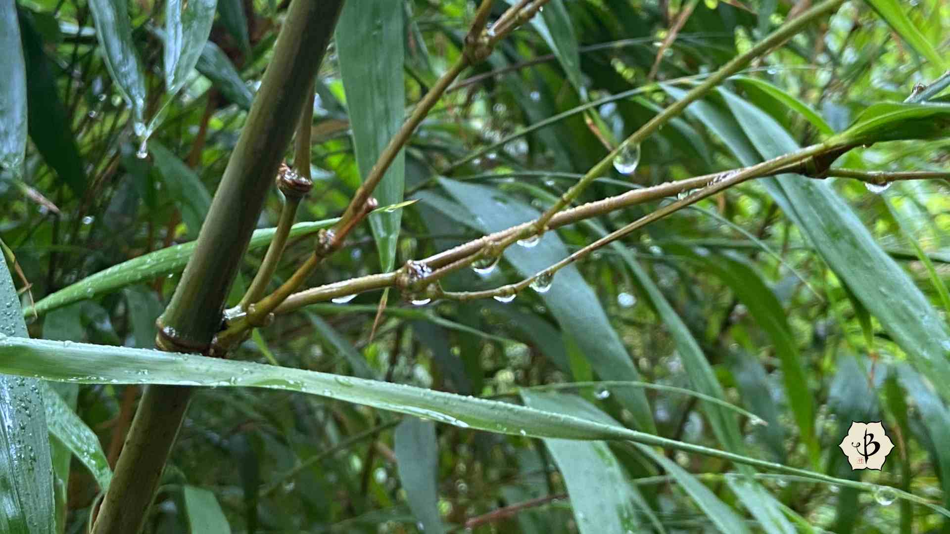 Watering bamboo: How much and when - Bambu Batu