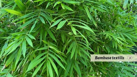 Bambusa textilis: Weaver's Bamboo and Graceful Bamboo - Bambu Batu