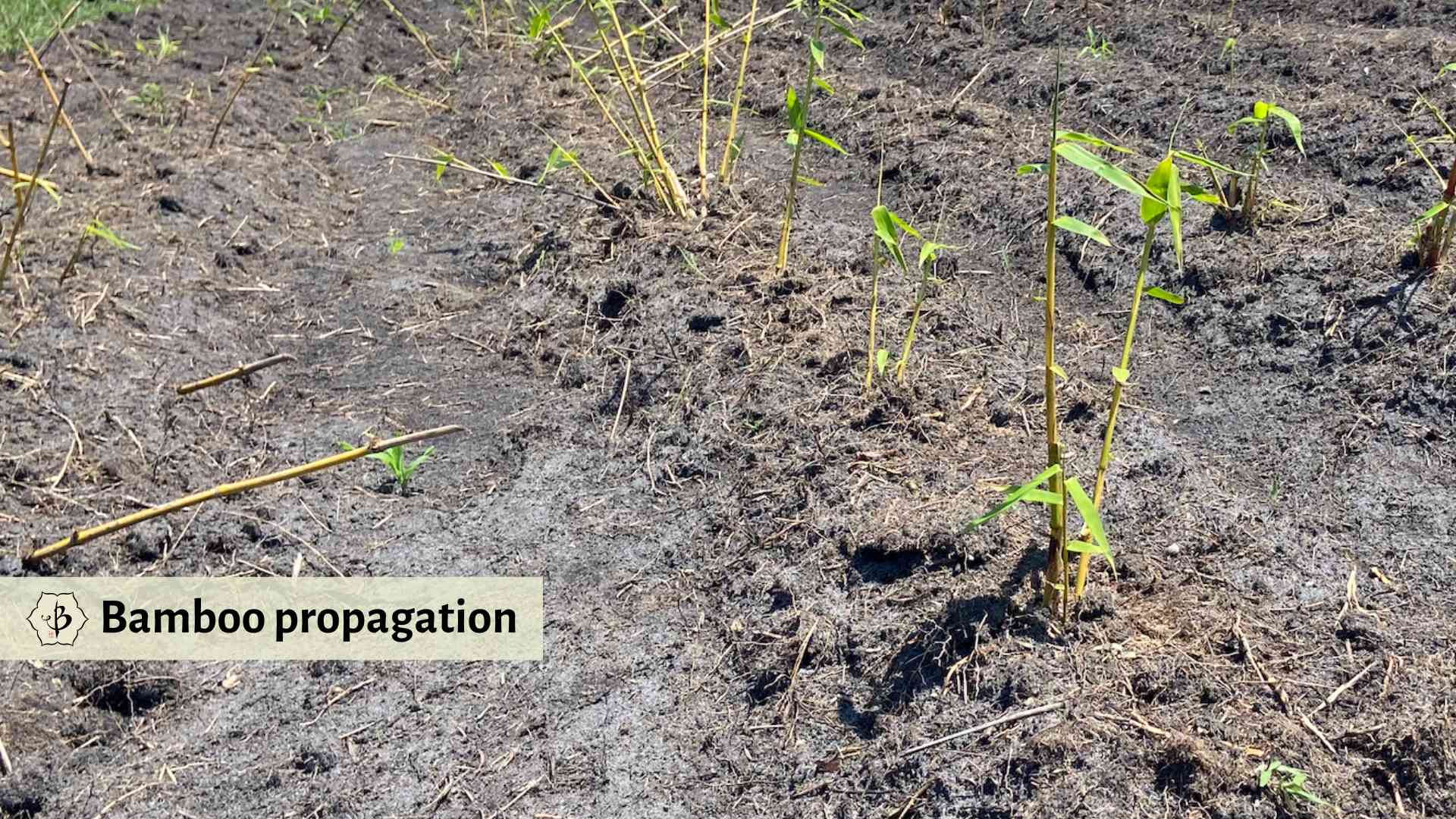 3 Ways of propagating bamboo and one is pretty easy - Bambu Batu