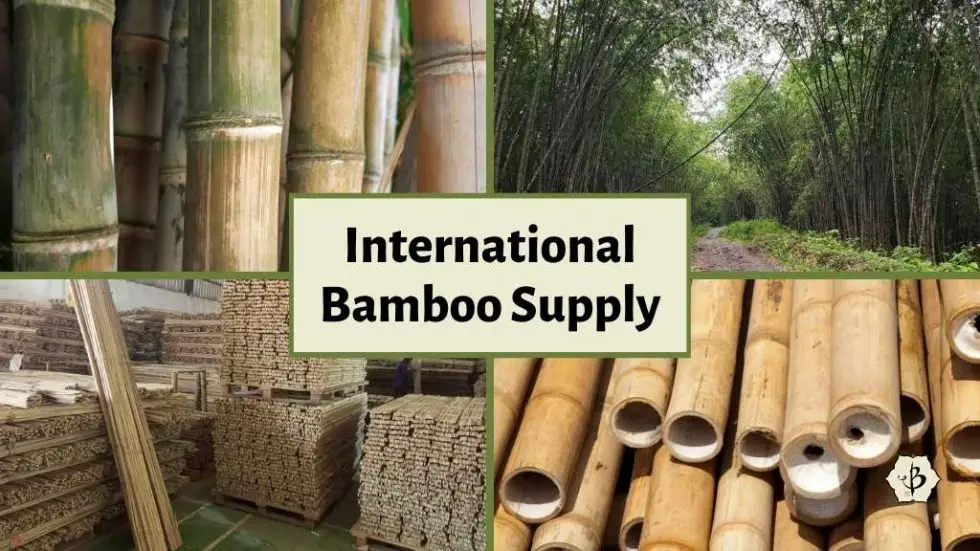 Bamboo raw materials and global supply chain - Bambu Batu