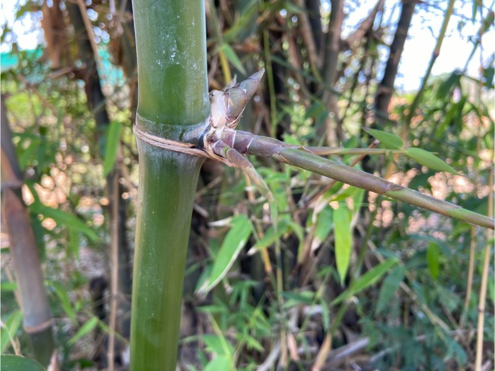 Bambusa balcooa: Beema bamboo for better biomass - Bambu Batu