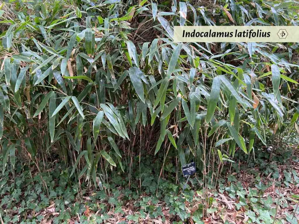 Introducing Bamboo: Genus by genus - Bambu Batu