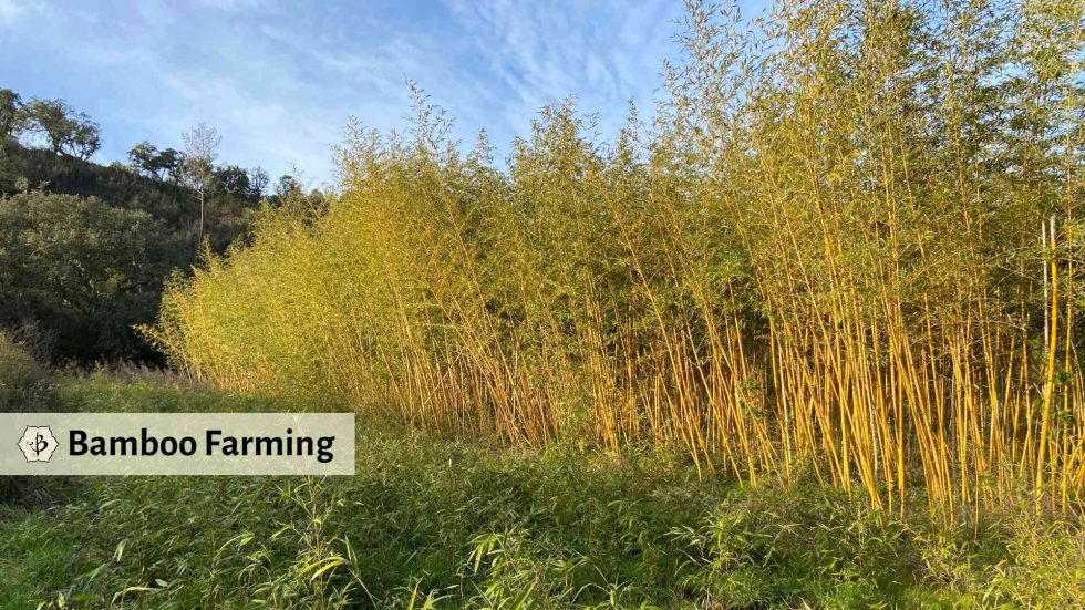 Bamboo farming in the US: Opportunities and Challenges - Bambu Batu
