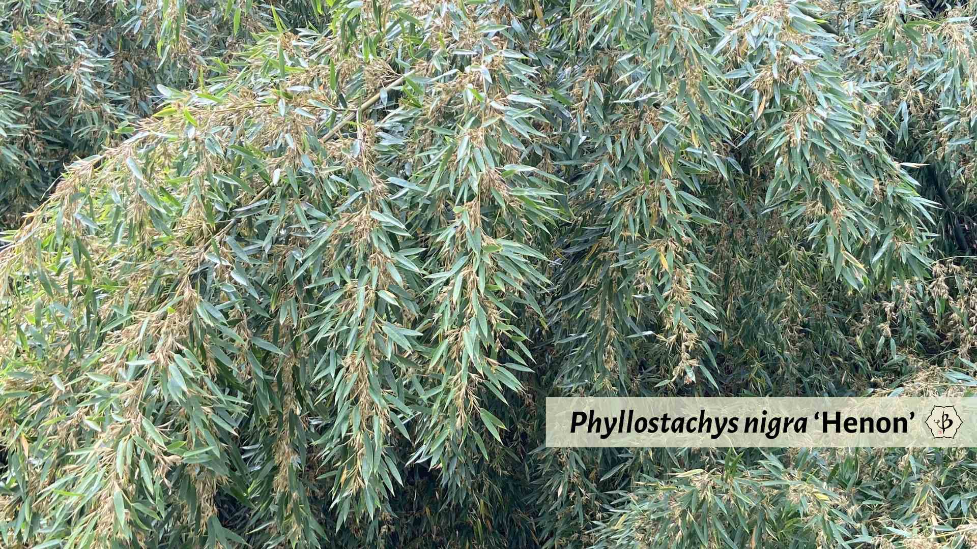 Phyllostachys ‘Henon’: Giant Gray Bamboo - Bambu Batu