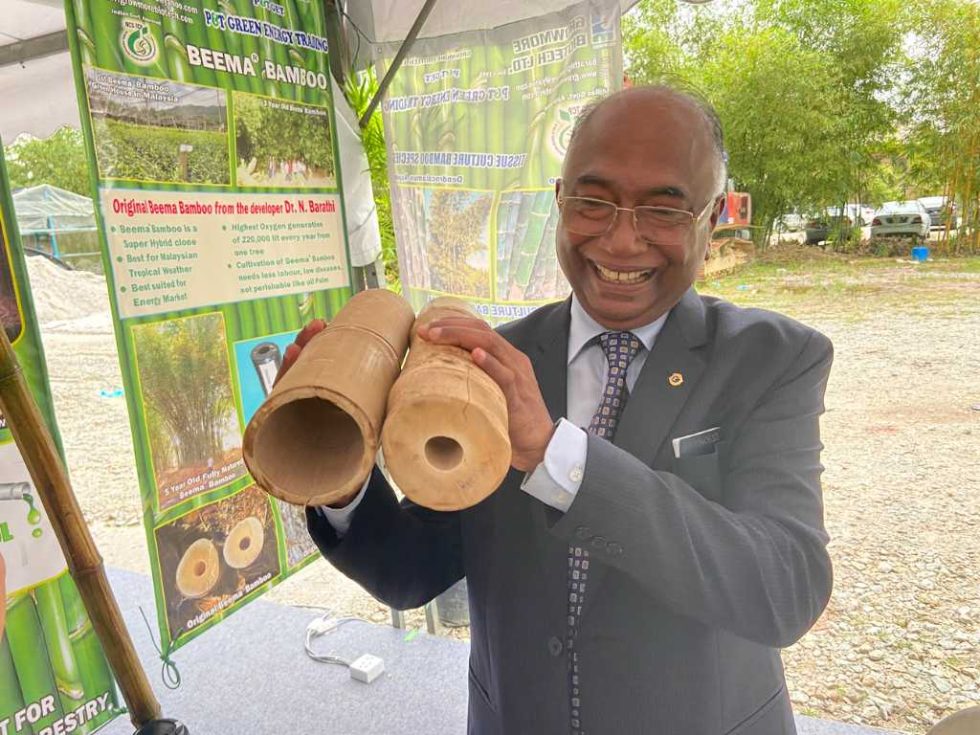 Bambusa balcooa: Beema bamboo for better biomass - Bambu Batu