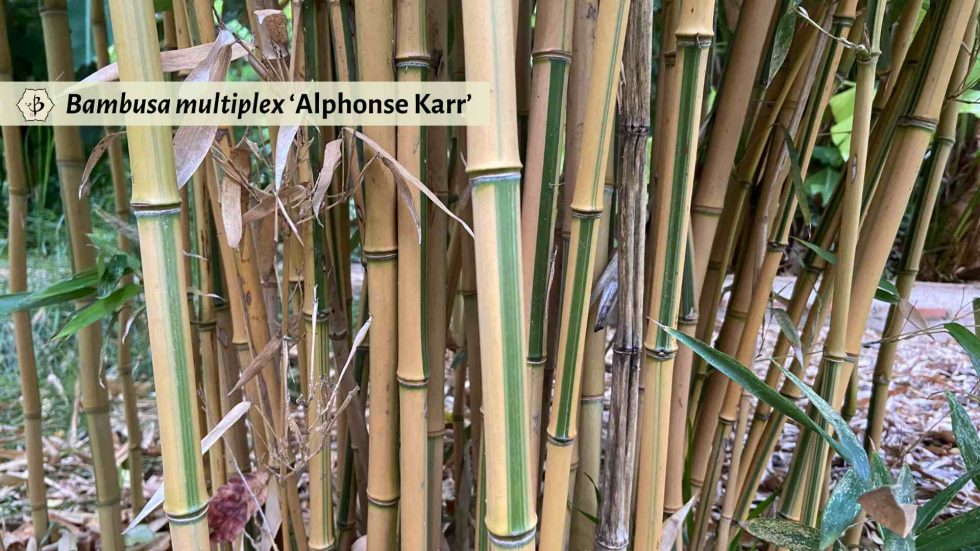 Bambusa multiplex: A bamboo with multiple personalities - Bambu Batu