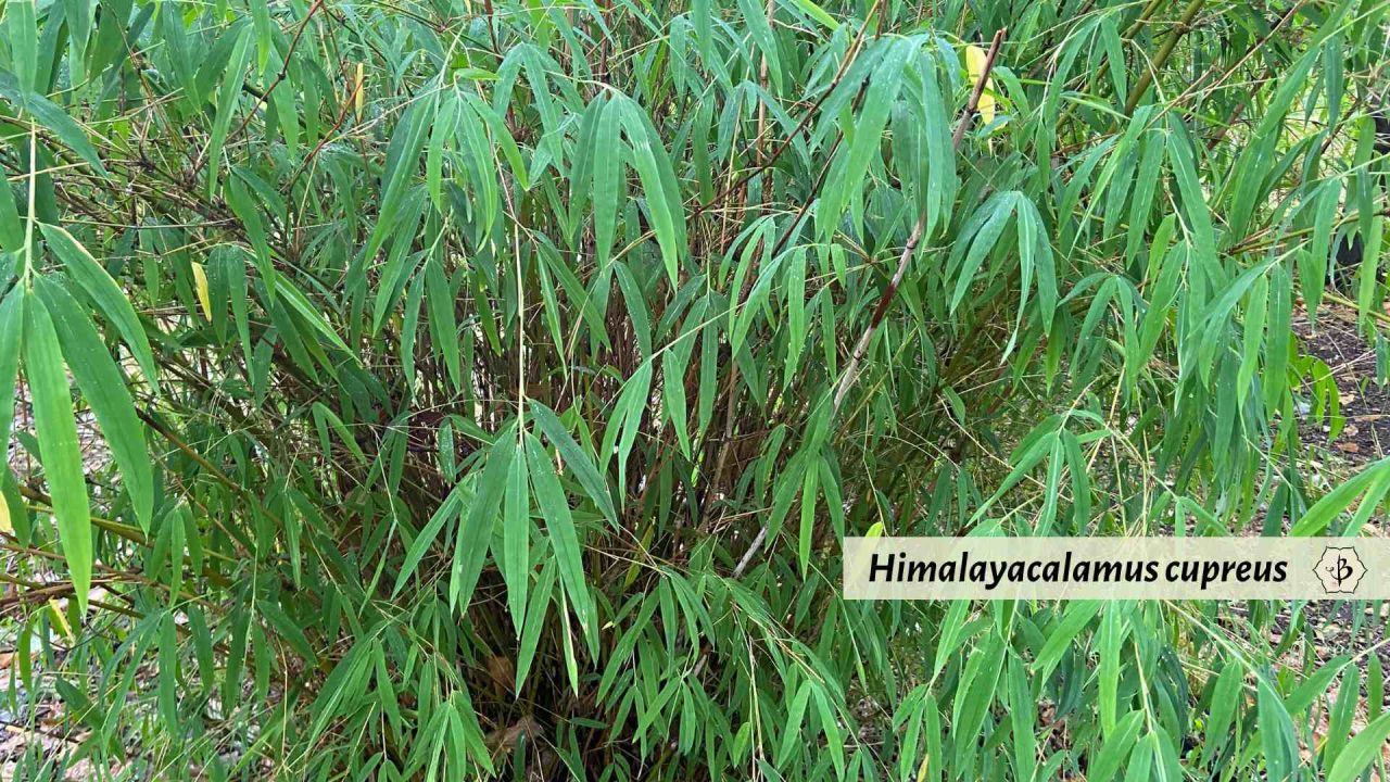 Genus Himalayacalamus: Clumping bamboo of the mountains - Bambu Batu