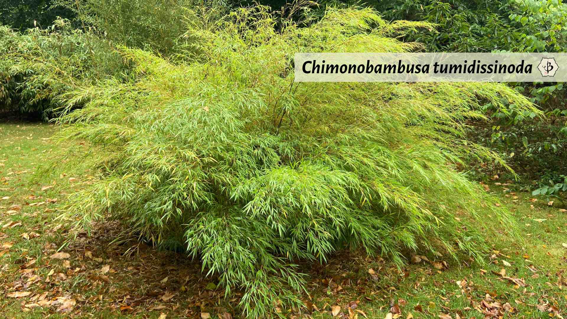 Walking Stick Bamboo: Run with Chimonobambusa tumidissinoda - Bambu Batu