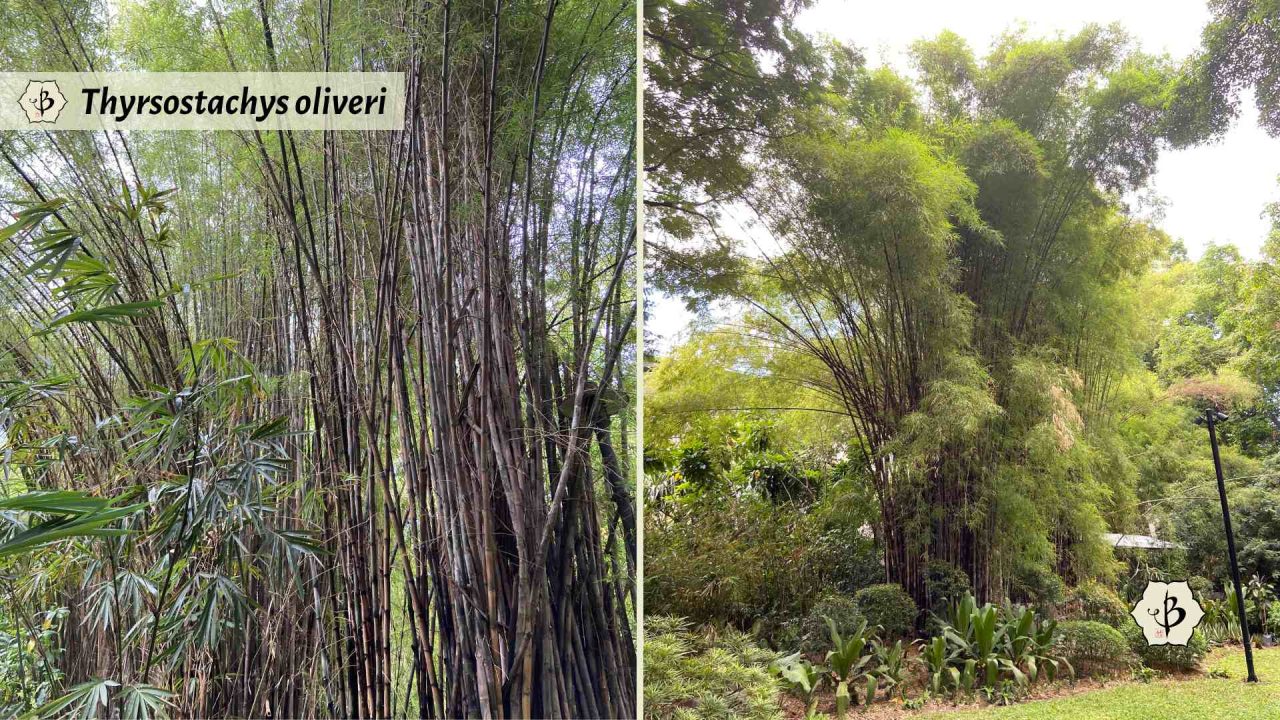 Thyrsostachys siamensis: Monastery Bamboo - Bambu Batu