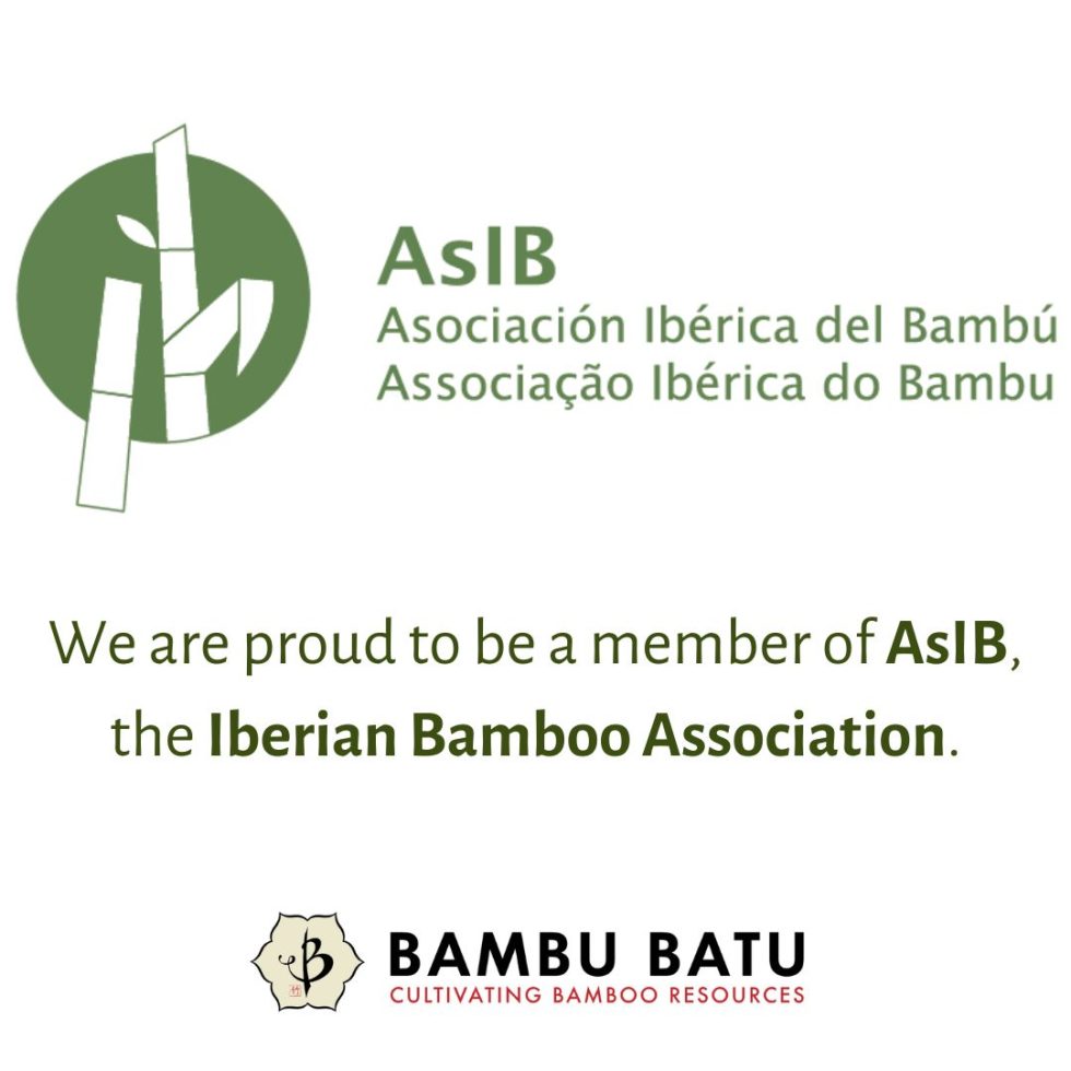 Exotic Bamboo Wildlife: Golden Bamboo Monkeys - Bambu Batu