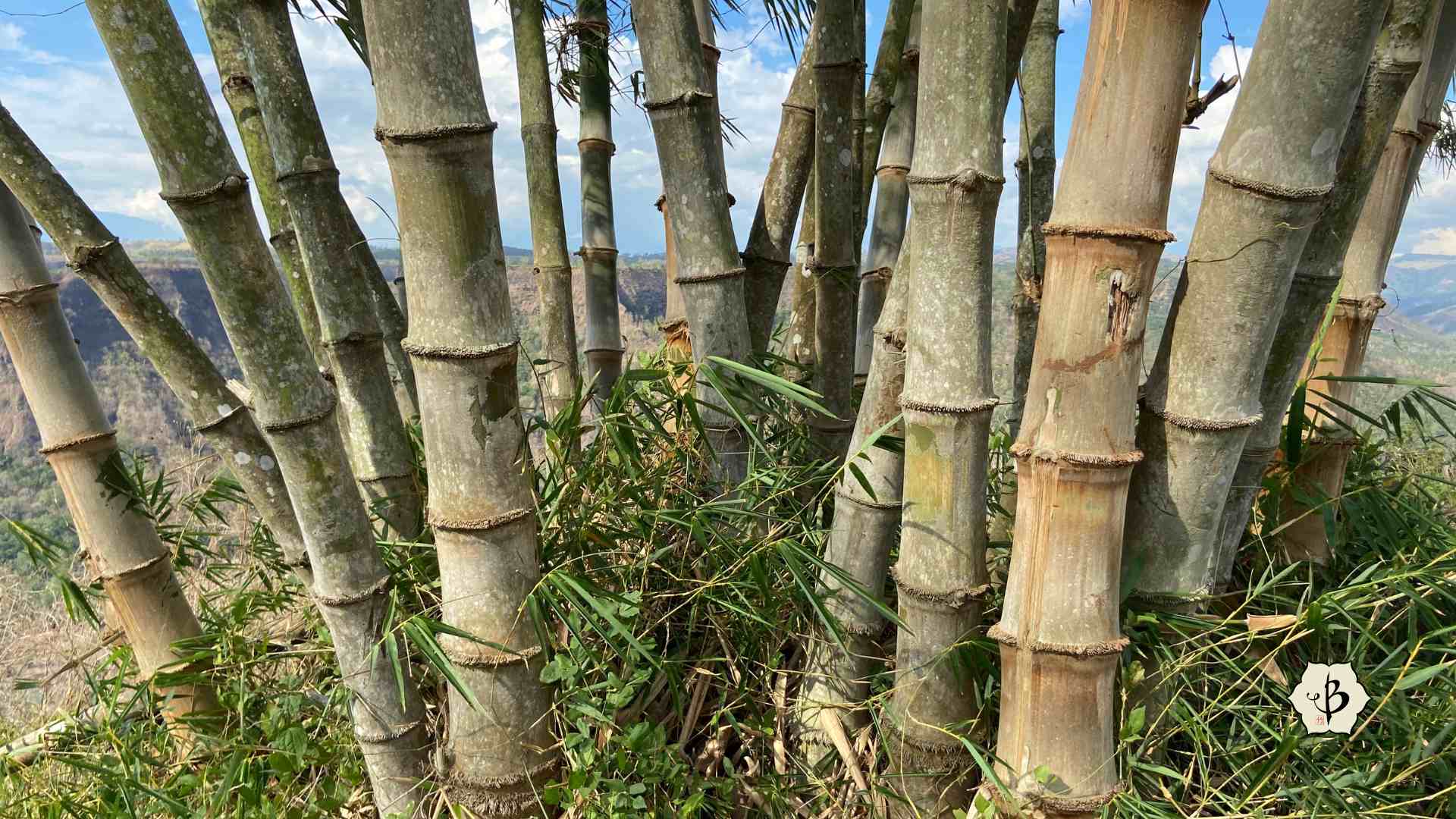 Bamboo Photography by Fred Hornaday - Bambu Batu