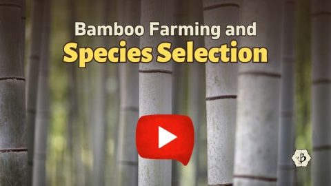 Thyrsostachys siamensis: Monastery Bamboo - Bambu Batu